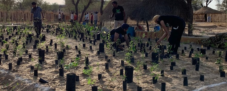 Guru Nanak's Vision - A sacred forest of 550 Trees! | SikhNet