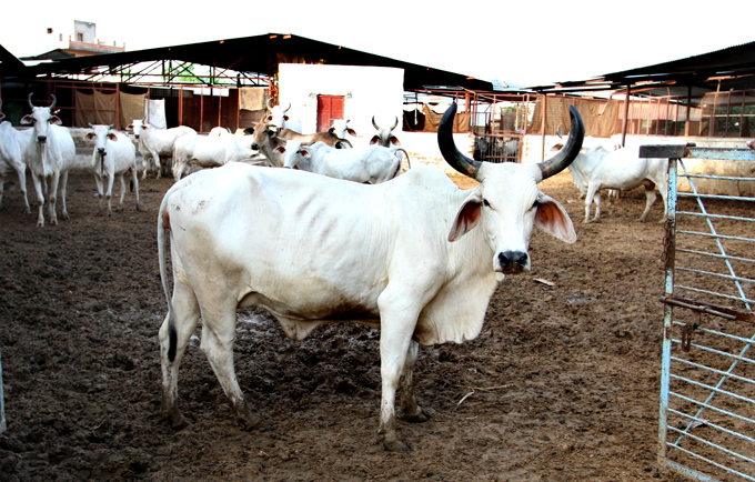 The Desi Cow – Almost Extinct | SikhNet