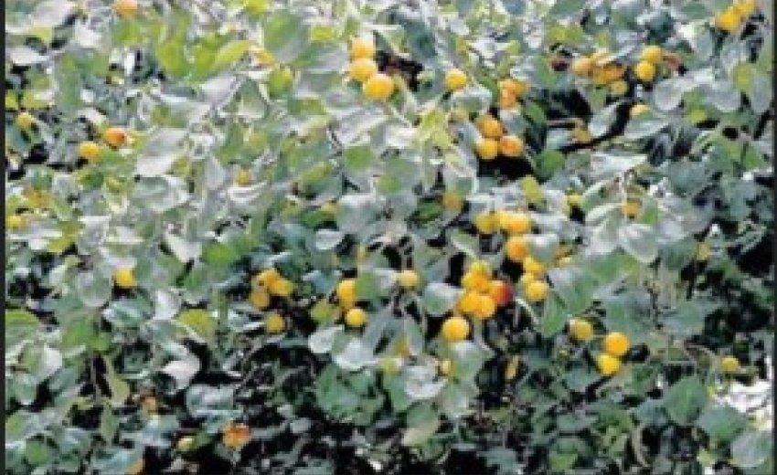 Baba Buddha Ji Beri Gives Fruit | SikhNet