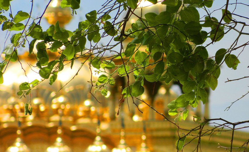 Sikhism is Eco-Friendly | SikhNet