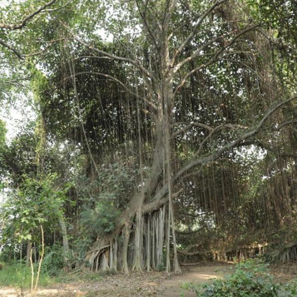 ‘Great Banyan Tree’ tagged Punjab's first biodiversity heritage sit ...