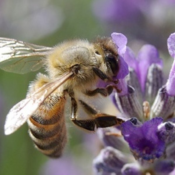 Are cell phones killing off bees? | SikhNet