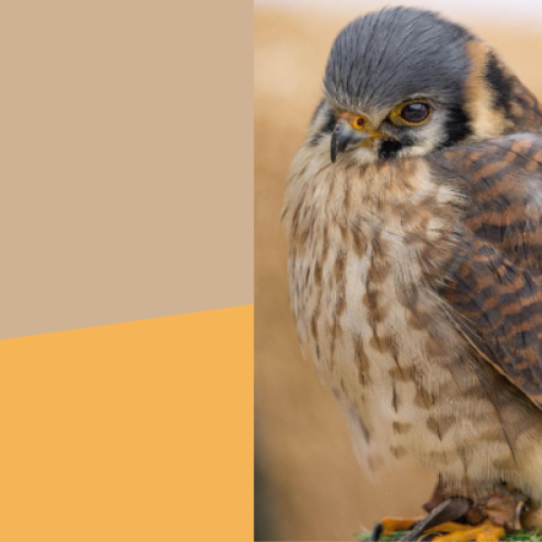 Babiha Bird Symbolism | SikhNet