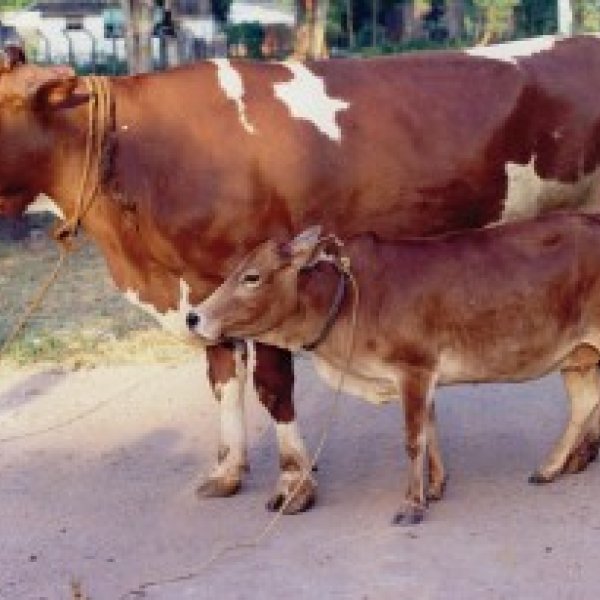 The Desi Cow – Almost Extinct | SikhNet