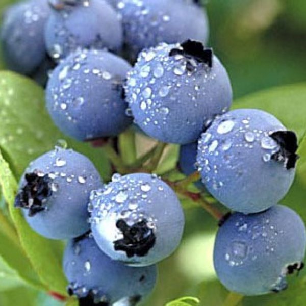 Blueberries: The Superfood ~ Part II | SikhNet