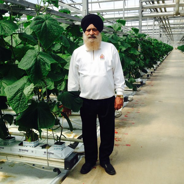 How Singh Became Cucumber King in Canada | SikhNet