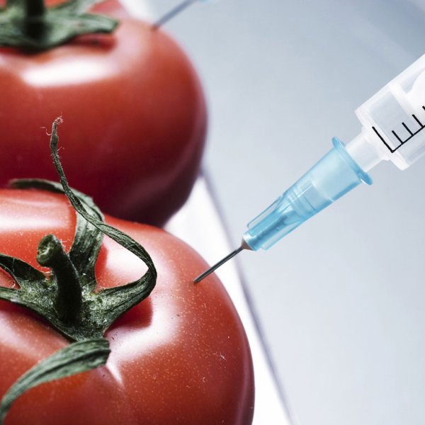 Are There Dangers of Genetically Modified Foods? | SikhNet