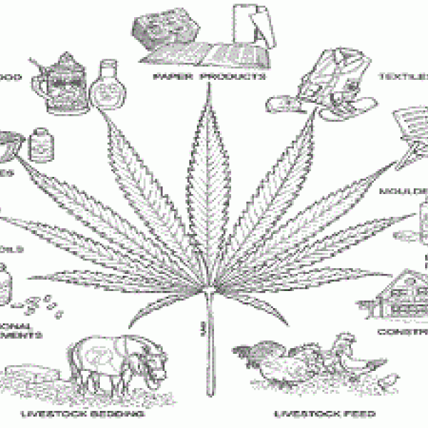 Industrial Hemp – A Golden Opportunity for California Business | SikhNet