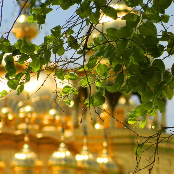 Sikhism is Eco-Friendly | SikhNet