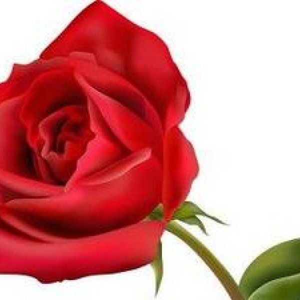 The young Sikh martyr – Tender as a rose | SikhNet