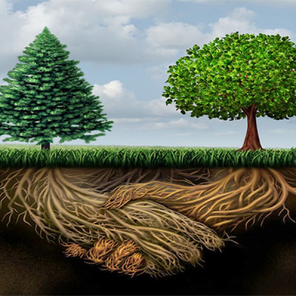 Trees Talk to Each Other in a Language We Can Learn | SikhNet