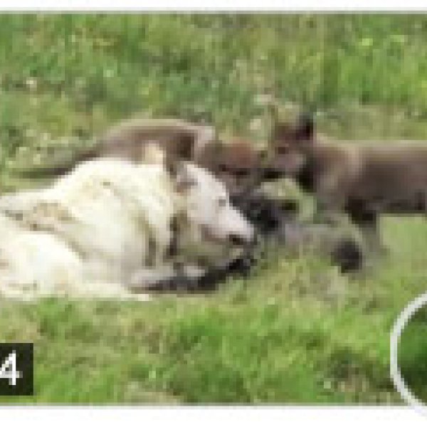 How Wolves Change Rivers | SikhNet