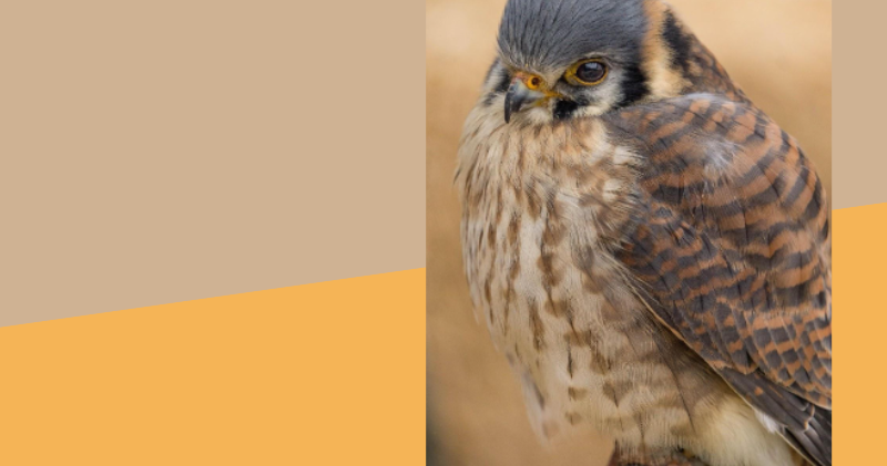 Babiha Bird Symbolism | SikhNet