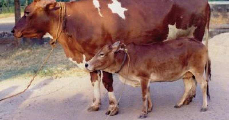 The Desi Cow – Almost Extinct | SikhNet