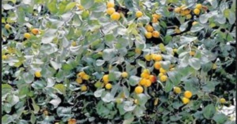 Baba Buddha Ji Beri Gives Fruit | SikhNet