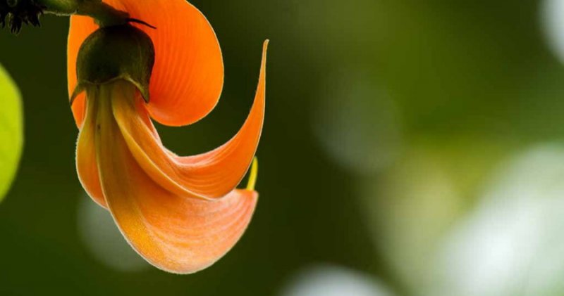 FLOWERS – A Perspective from Sri Guru Granth Sahib | SikhNet