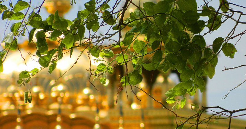 Sikhism is Eco-Friendly | SikhNet