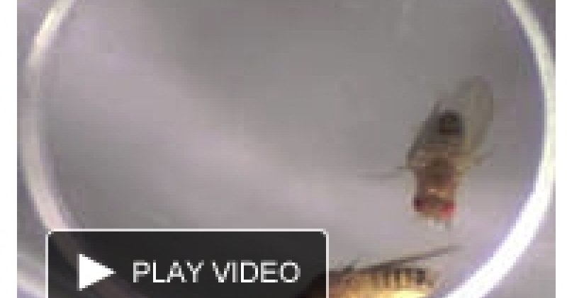 Learning From the Spurned and Tipsy Fruit Fly | SikhNet